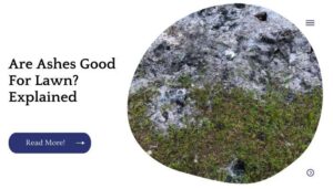 Are Ashes Good For Lawn? Explained – Unified Garden