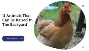 11 Animals That Can Be Raised In The Backyard – Unified Garden