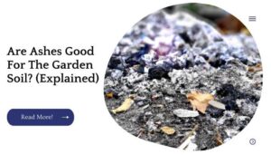 Are Ashes Good For The Garden Soil? (Explained) – Unified Garden