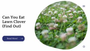 Can You Eat Lawn Clover (Find Out) | Unified Garden