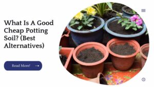 What Is A Good Cheap Potting Soil? (Best Alternatives) – Unified Garden