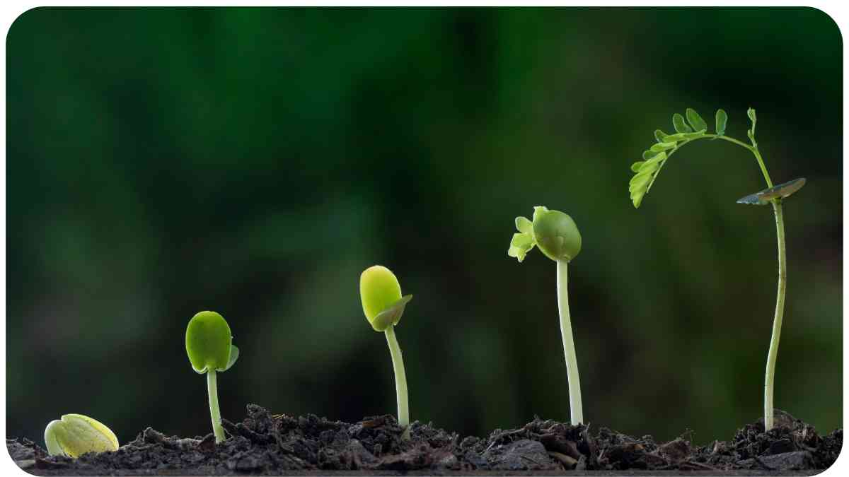 Maximizing Green Ventures - From Planting to Flourishing Gardens ...