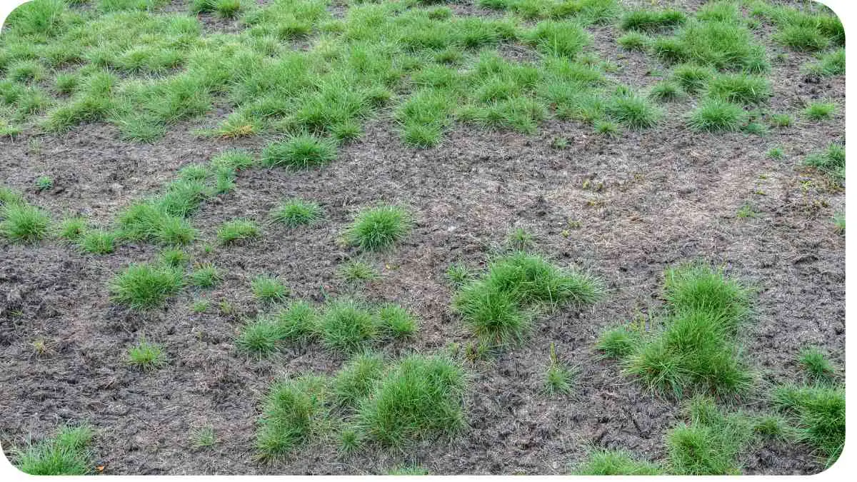 Lawn Care Health Guide: Stay Safe While Mowing | Unified Garden