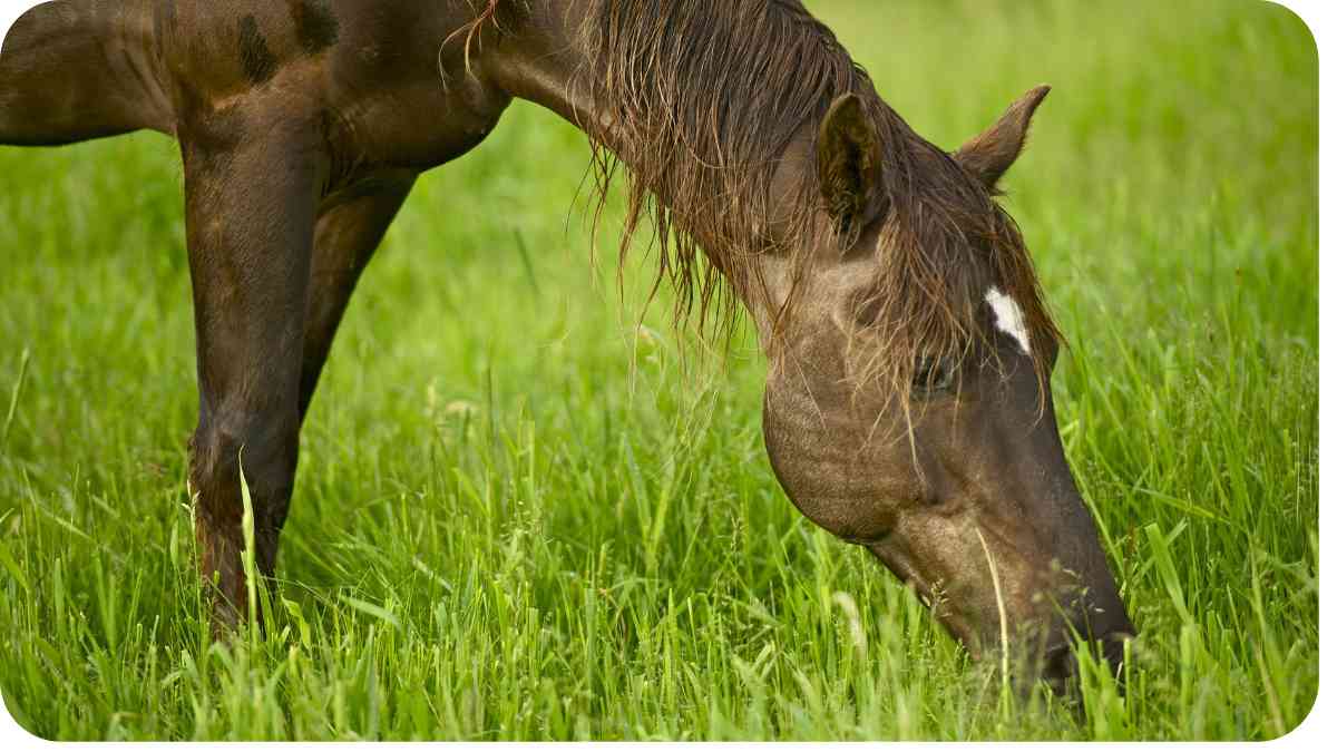 Maximizing Spring Lawn Care with Autumn Lawn Feed – Unified Garden