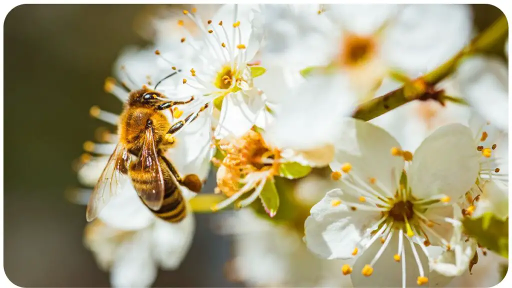 Creating a Pollinator Paradise in Your Backyard | Unified Garden