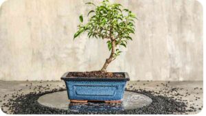 Unraveling the Mysteries of Tree Limb Formation: The Branching ...