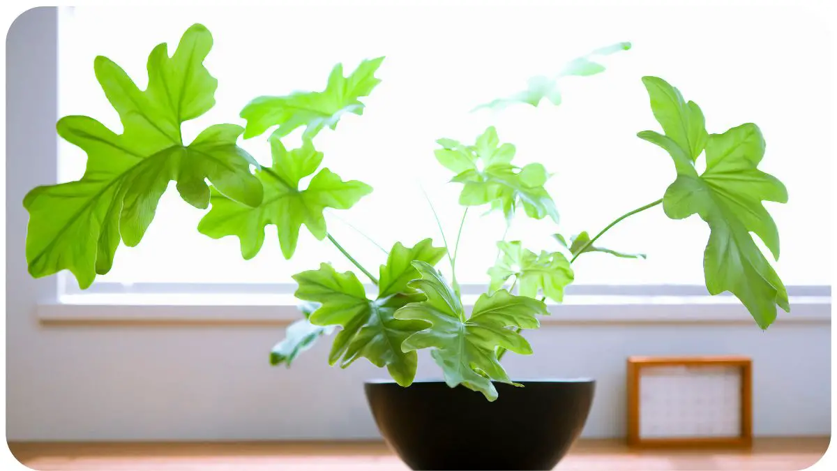 Unconventional Plants That Add Drama to Your Garden | Unified Garden