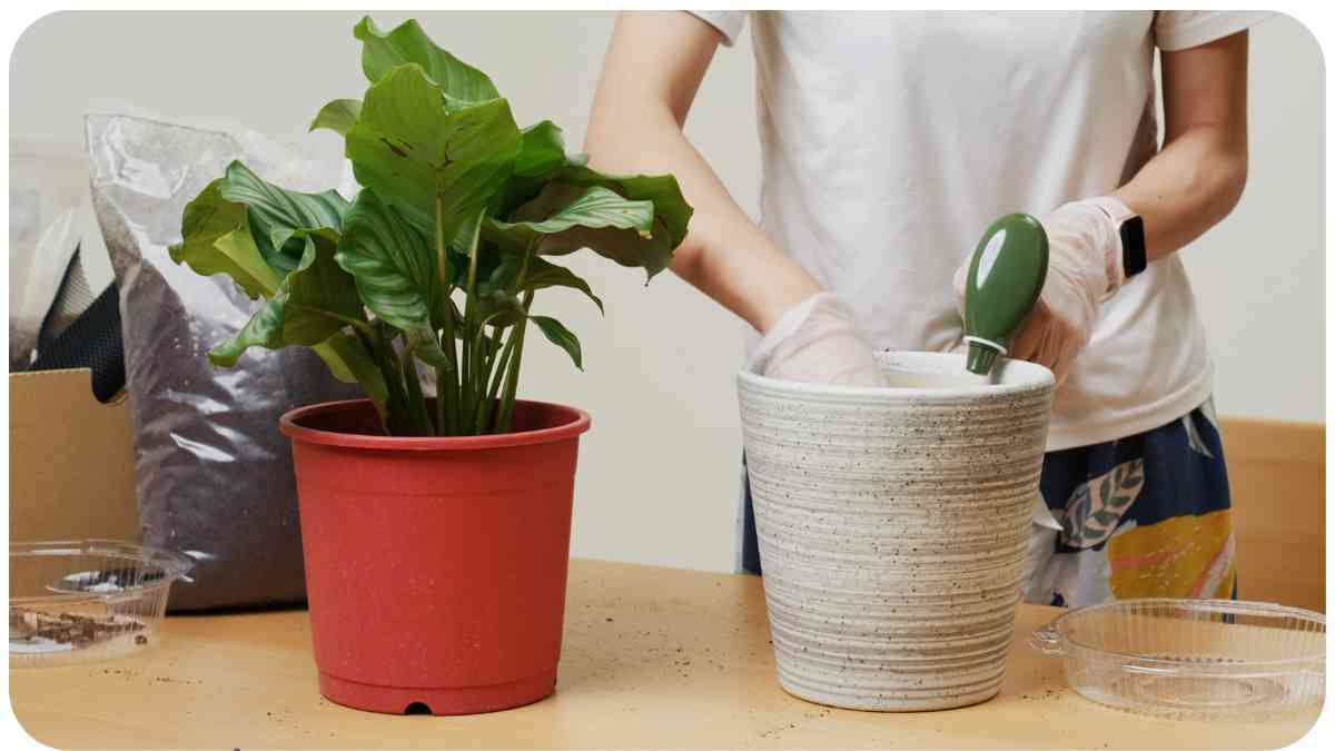 When Should I Change My Potting Soil? – Unified Garden