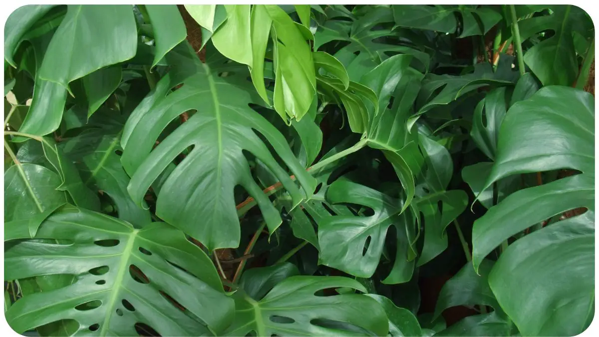 Unconventional Plants That Add Drama to Your Garden | Unified Garden