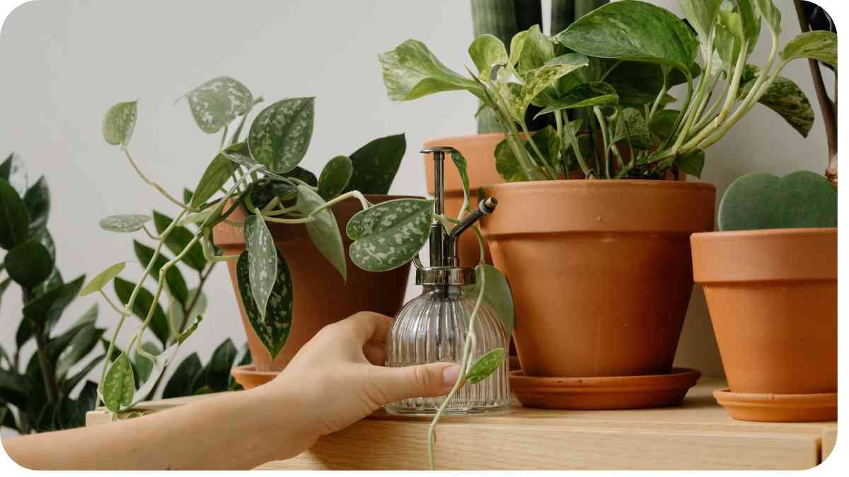 How Do You Green Up Houseplants? – Unified Garden