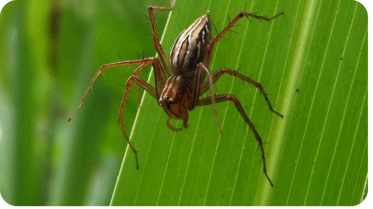 How to Get Rid Of Little Spiders In House Plants – Unified Garden